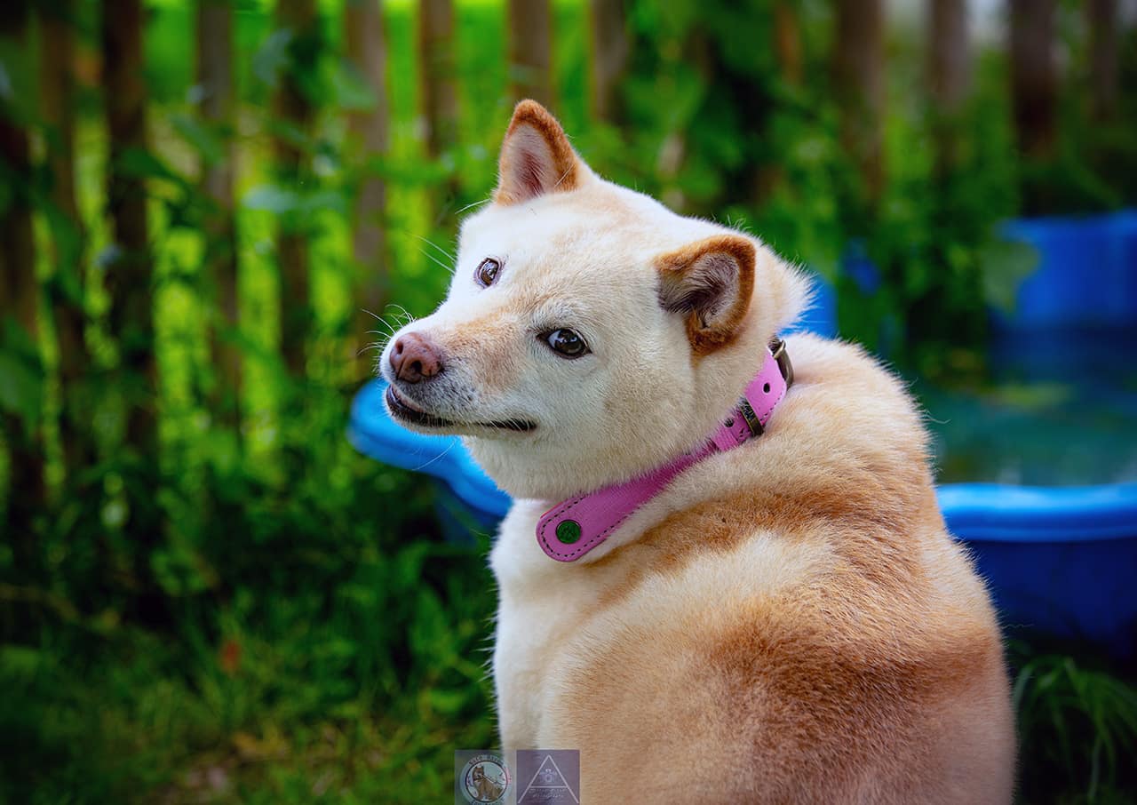 China Rescue Flight | Safe Haven Inu Rescue