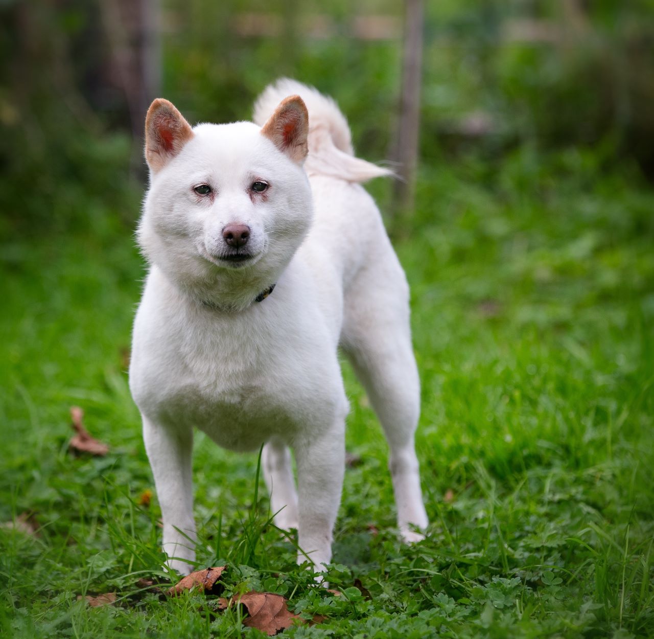 Onze nieuwe flyer | Safe Haven Inu Rescue