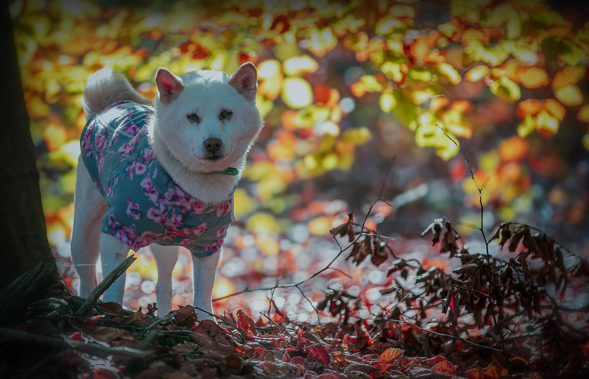 Adoptie | Safe Haven Inu Rescue